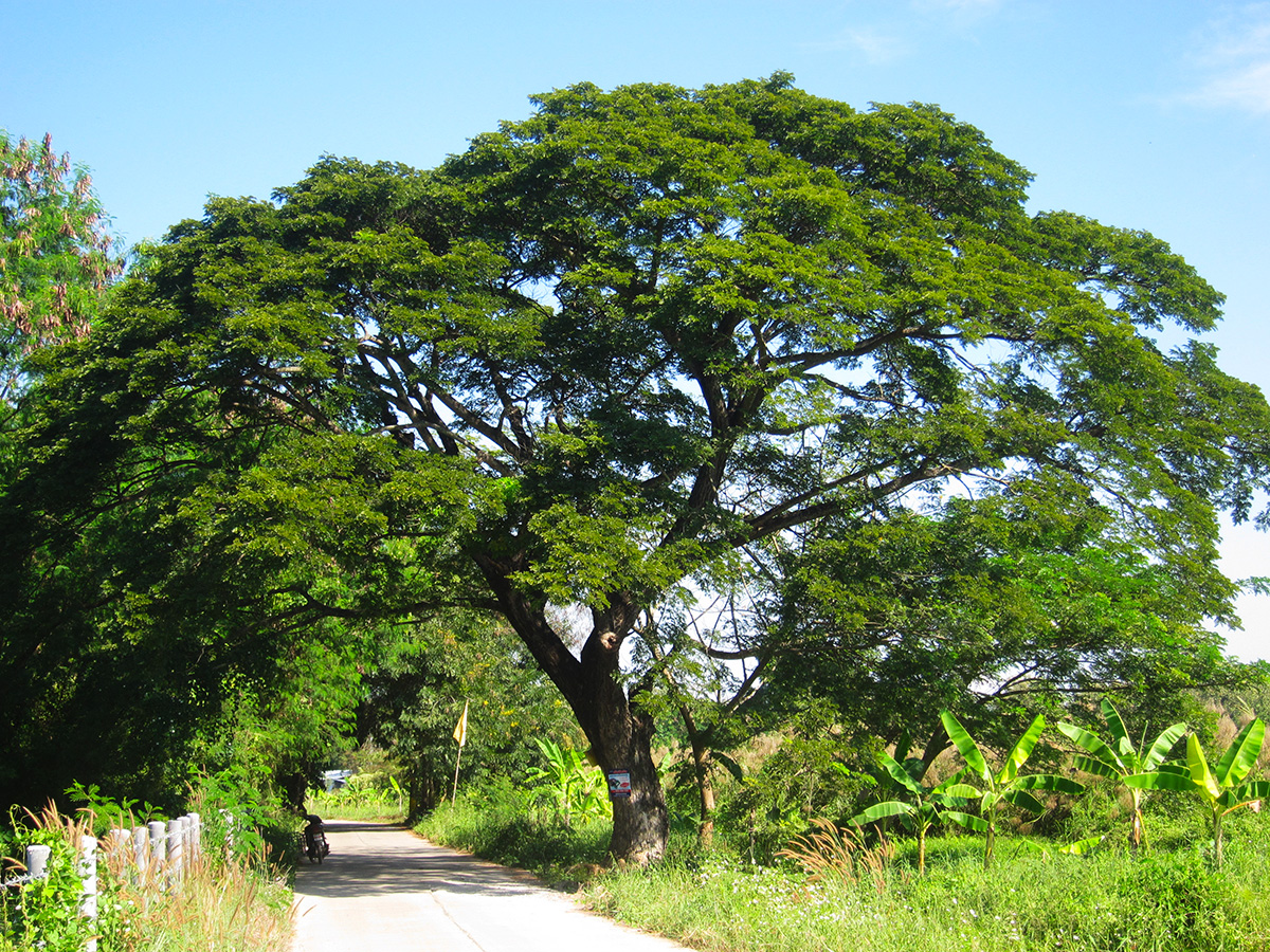I'm Outta Here: Mapping in Thailand — Trees and other things