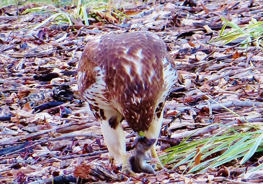 EV Grieve: Today's hawk-eating-a-rat photo in Tompkins Square Park
