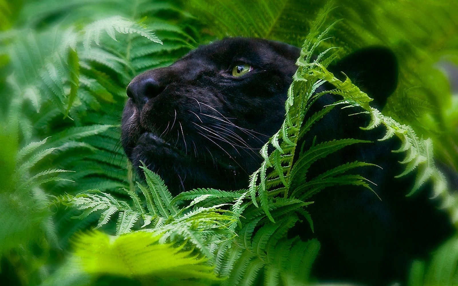 IMAGENES ANIMALES EN ALTA DEFINICION: IMAGEN PANTERA OBSERVANDO EN LA SELVA