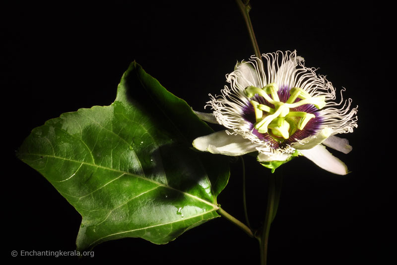 School Of Digital Photography: DIY Grid Spot for Flash