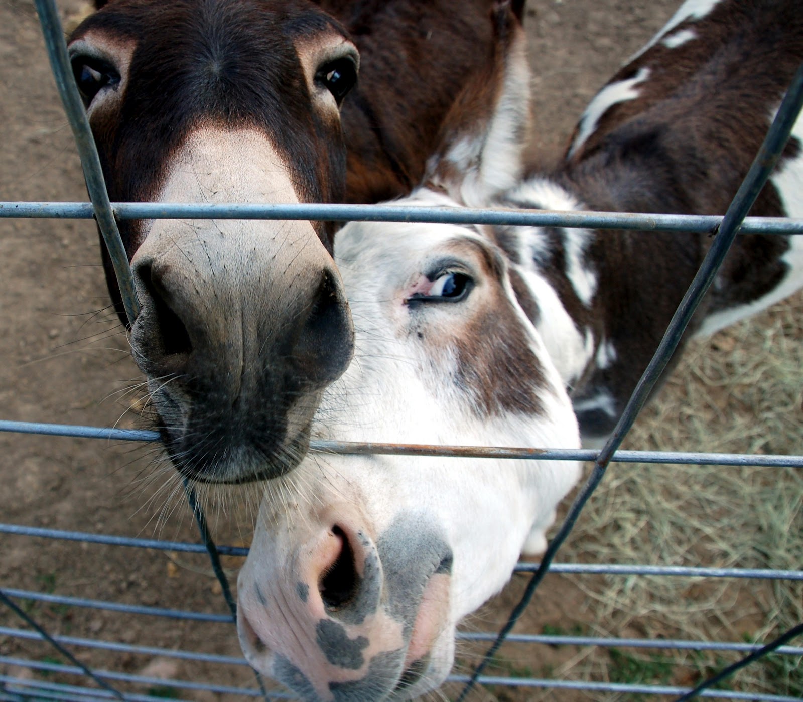 Write... and Ride: In honour of World Donkey Day, please donate and ...