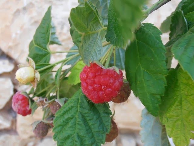 FRAMBUESO: Rubus idaeus | Plantas rioMoros