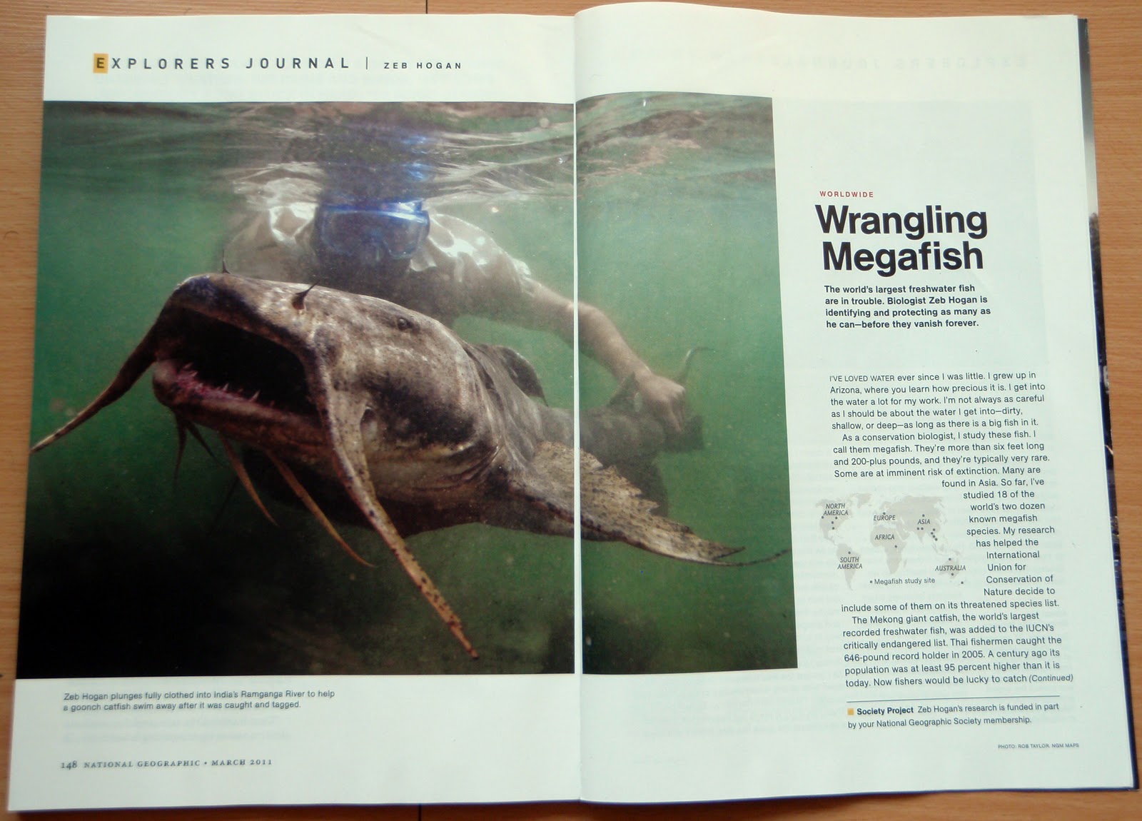 Giant Devil Catfish - The Goonch Catfish: Goonch Catfish Pictures