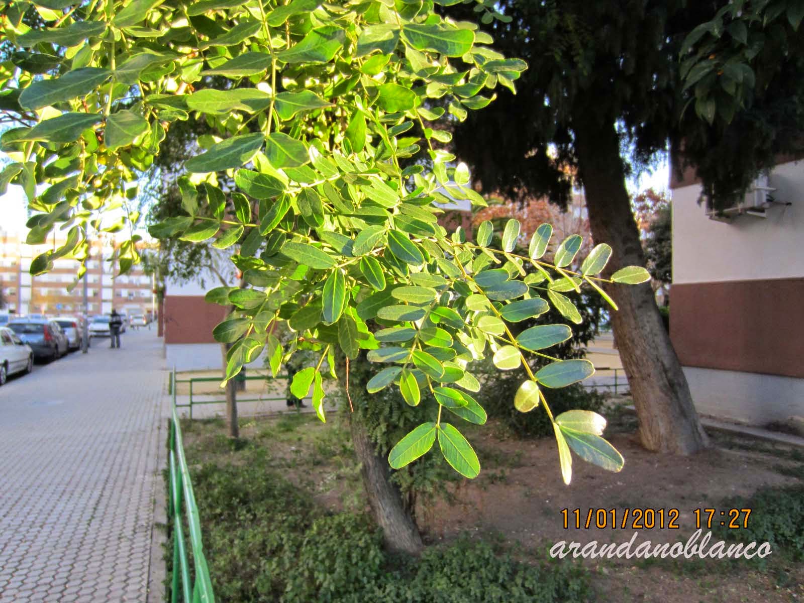 elarbolmiamigo-encinarosa: Tara / Caesalpinia spinosa / Caesalpinia ...
