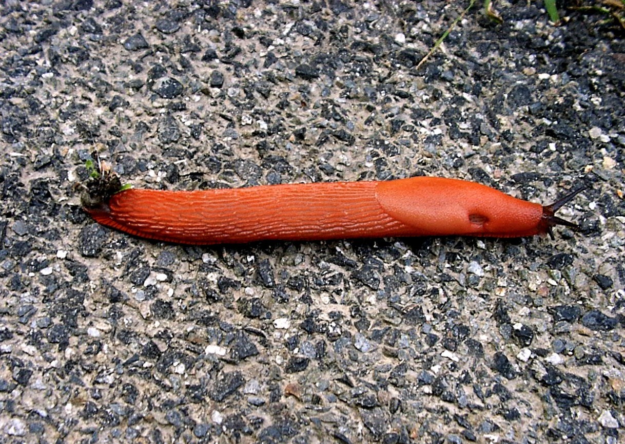 Professor P.Brain's blog: Slugging it Out!