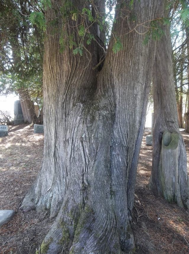 Future Plants by Randy Stewart: Thuja - Arborvitaes