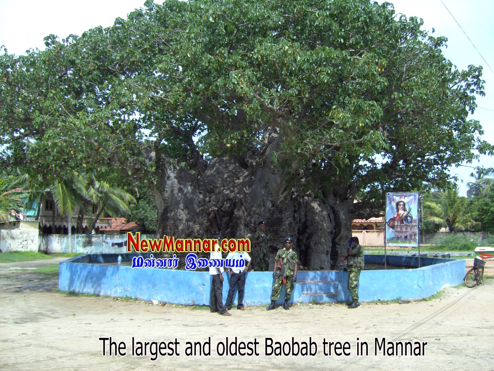 Baobab Tree | Mannar Photos