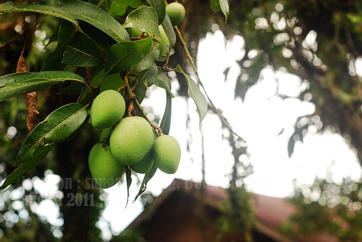 Absolutely Emy: Buah Mempelam