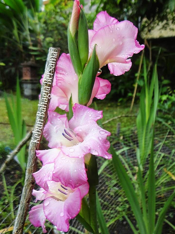 Kebun Bahagia Bersama: Ms. Priscilla Gladdy.