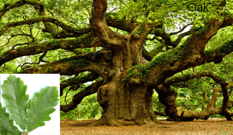 Tree & Plant Species Names & Images | Necessary Vocabulary - Necessary ...