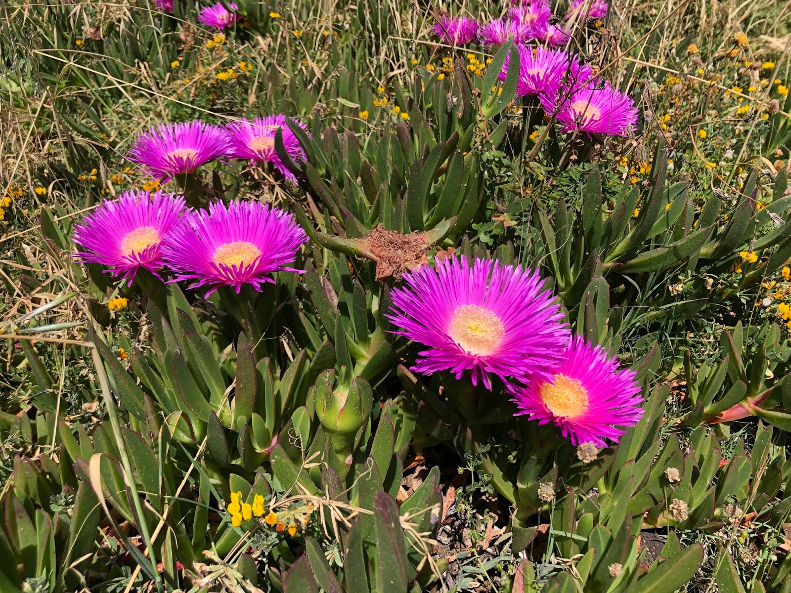 TravelMarx: Selected Flora of Pantelleria (Sicily, Italy)