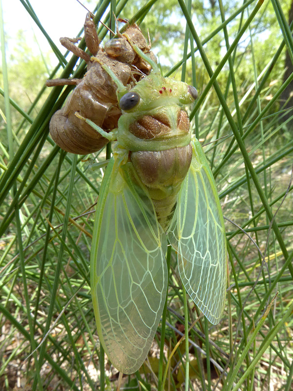 PASOS: El renacimiento de una cigarra. Chiriveta (Huesca), 4 de julio