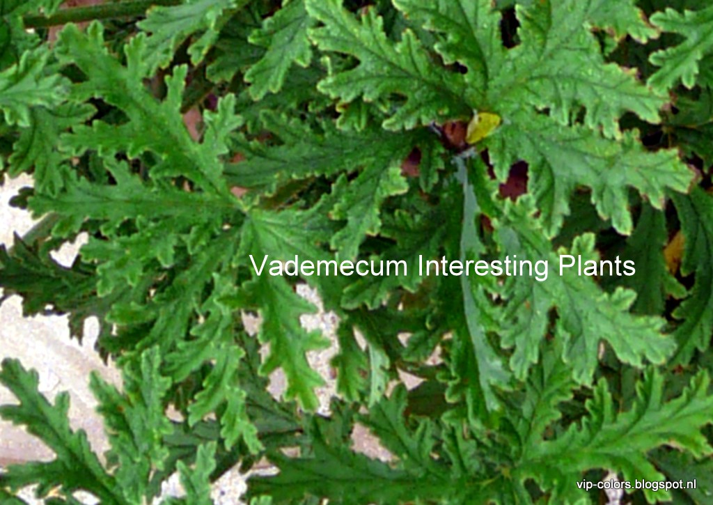 Vademecum Interesting Plants: Pelargonium graveolens - Pelargonia ...