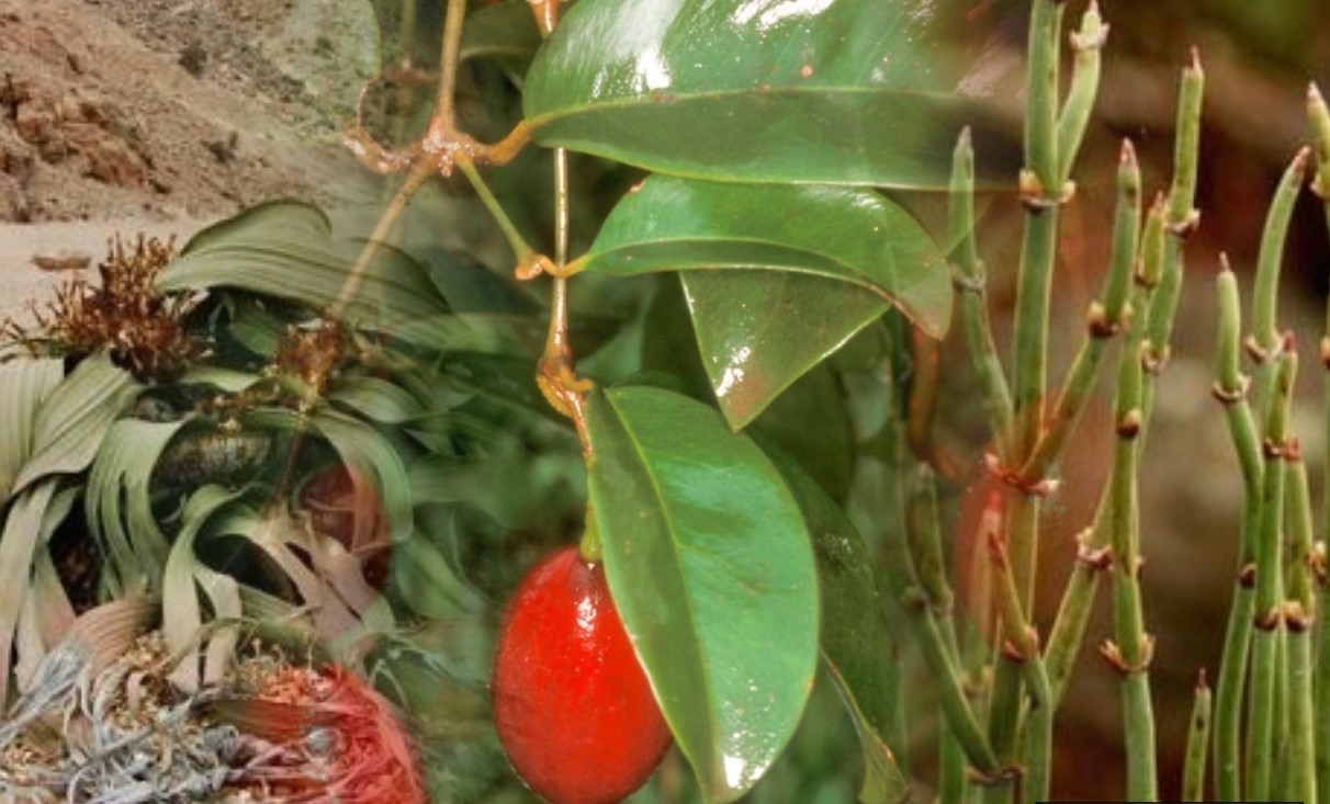 Gnetophyta (Gnetophytes) | NaturalGreen