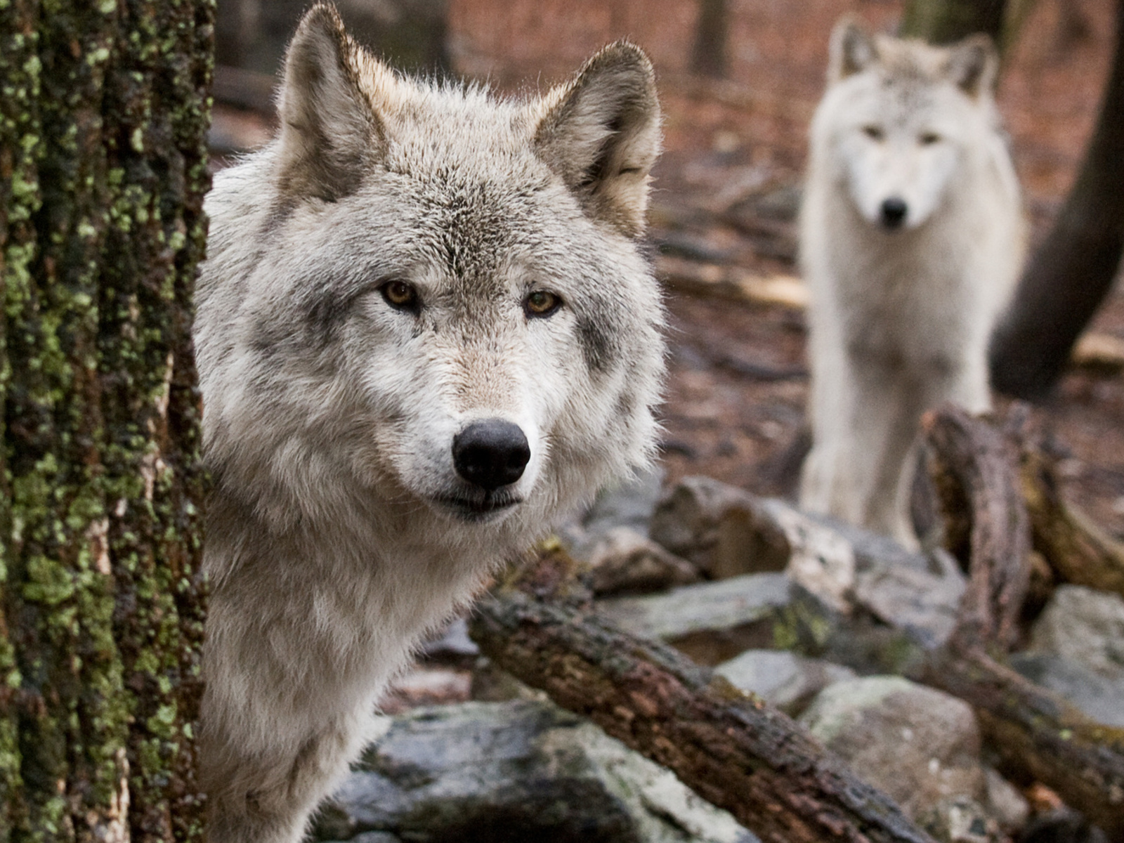 Fotografías de feroces lobos en campo natural