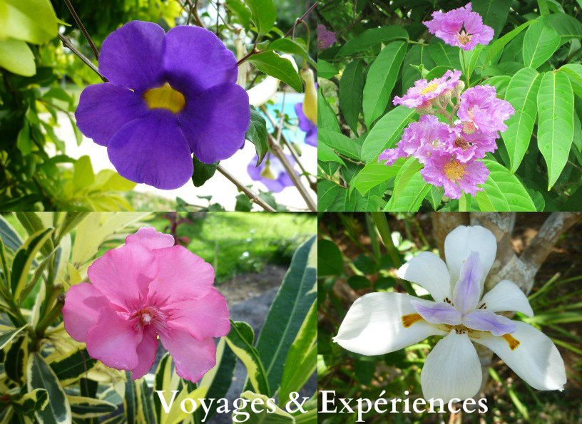 Voyages et Expériences : Fleurs de l'Ile Maurice: Beautés de la nature!