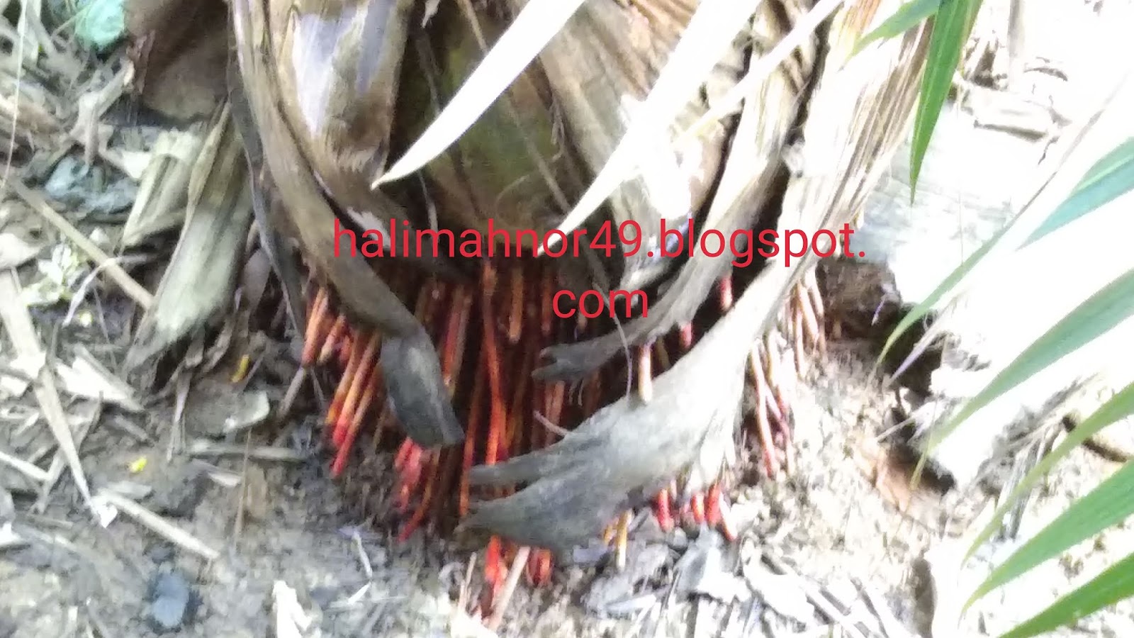 Khas dan Budaya Daerah Kalimantan: Manfaat Pohon Rumbia (Pohon Sagu ...