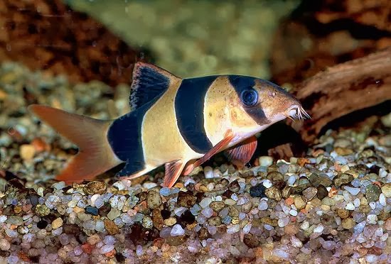 De peces y acuario: Botia payaso