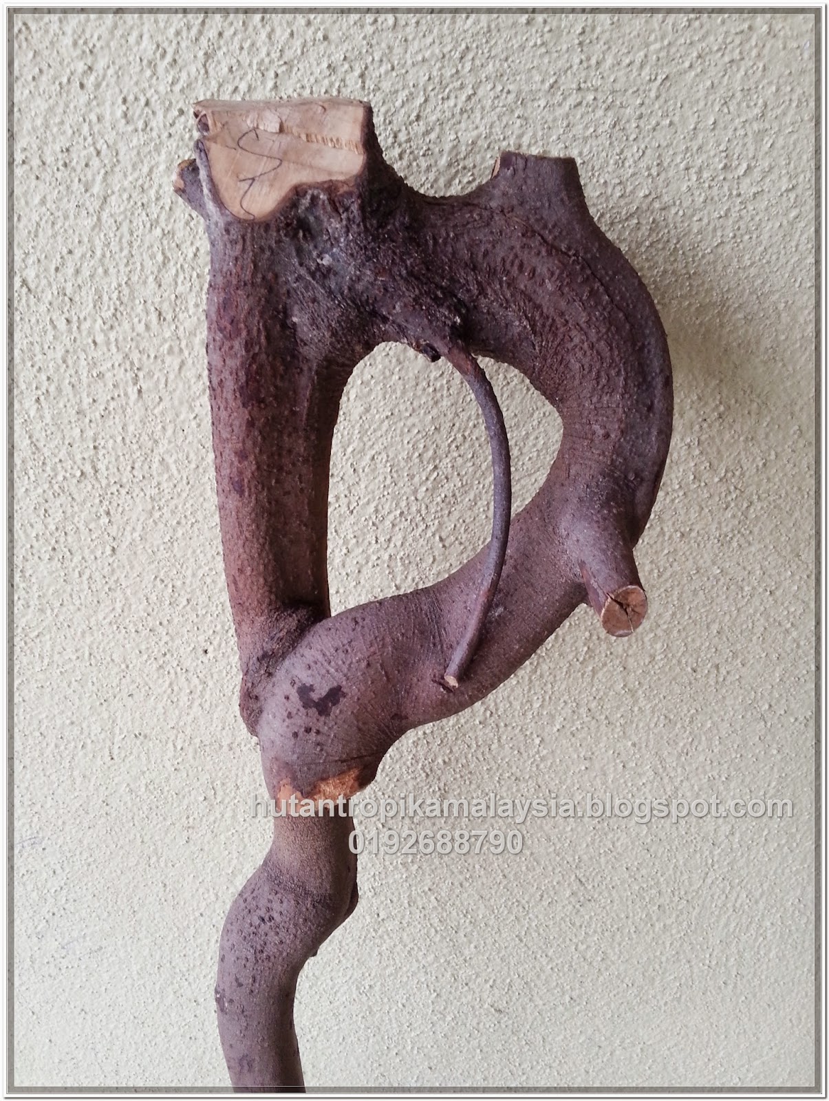 金山香料貿易 : Kayu Penunduk Gajah ( 权威木）