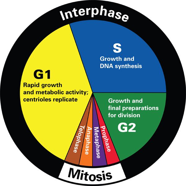 TSS Connected Mitosis TSS Connected Mitosis
