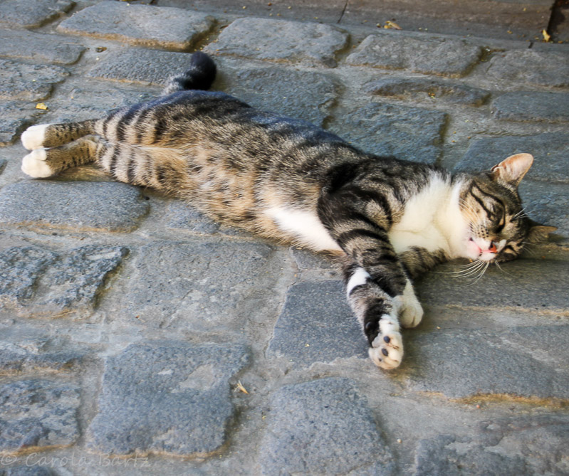 carola bARTz: Istanbul Kedisi - Cats of Istanbul