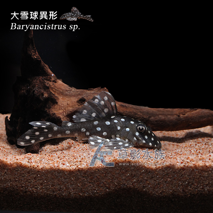 大雪球異型 Baryancistrus sp. L142