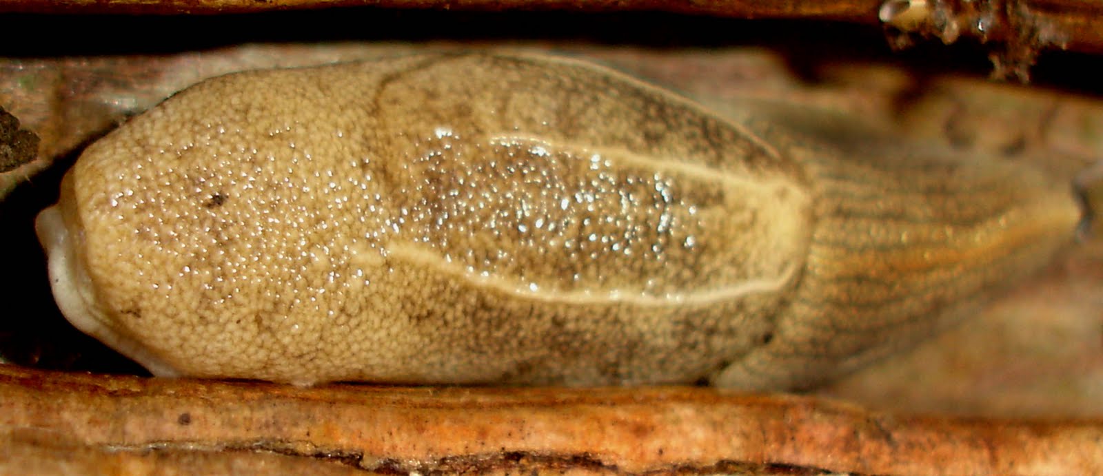 Nature-In general: Slugs