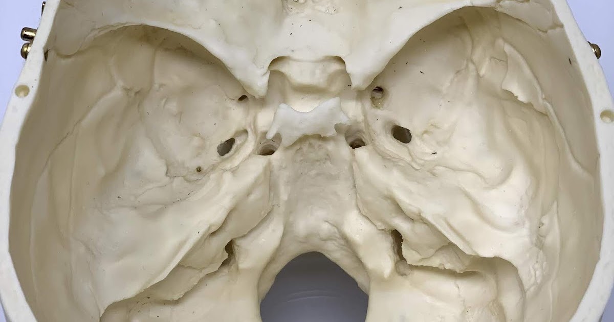 the-a-p-student-how-to-remember-the-foramina-of-the-cranial-floor-of