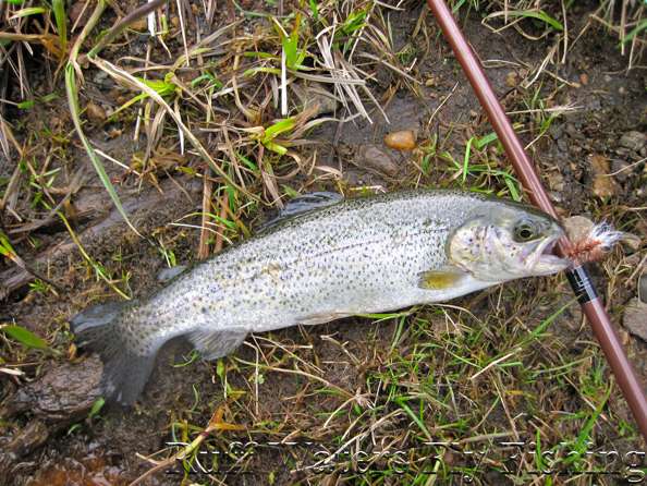 Ruff Waters Fly Fishing: High Water Dry Fly Fishing on the Ausable