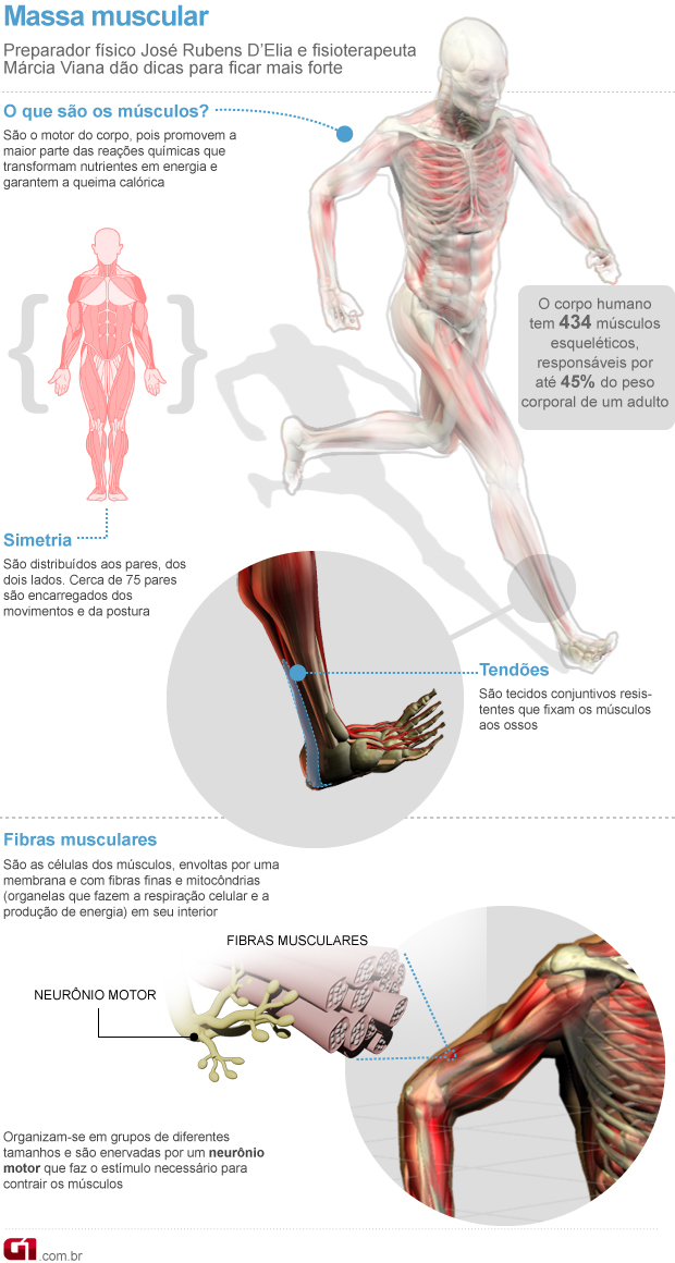 Educação Física e Saúde: Massa Muscular