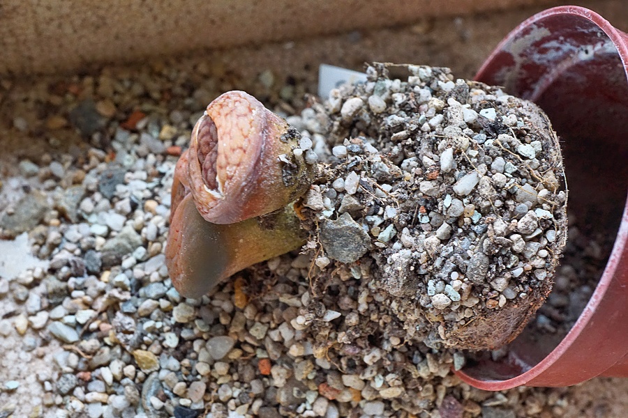 Growing Lithops: Soil & Potting