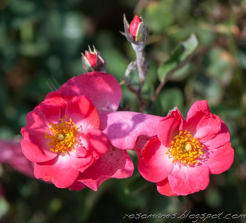 A Rose is a Rose...: 2014