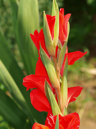 inkspired musings: August's Gladiolus Flower and Meanings of Flowers
