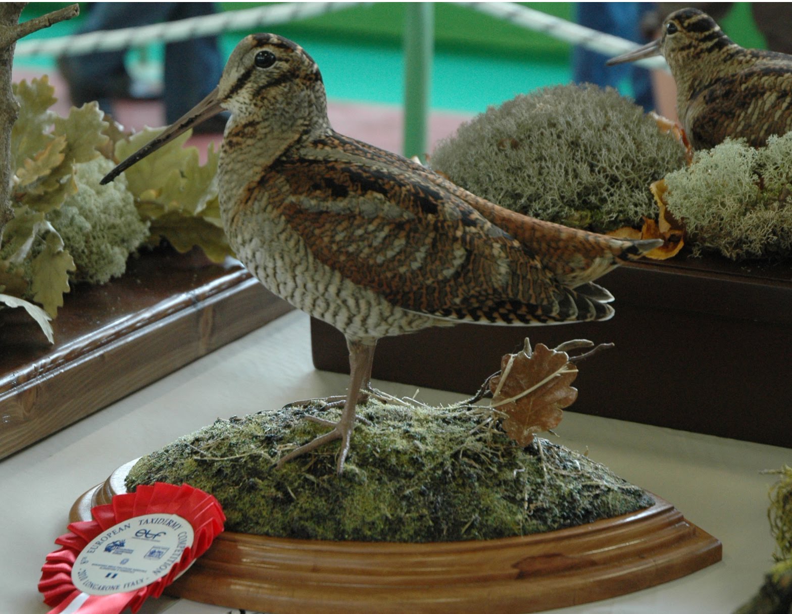 zero bird taxidermy: erdei szalonka scolopax rusticola