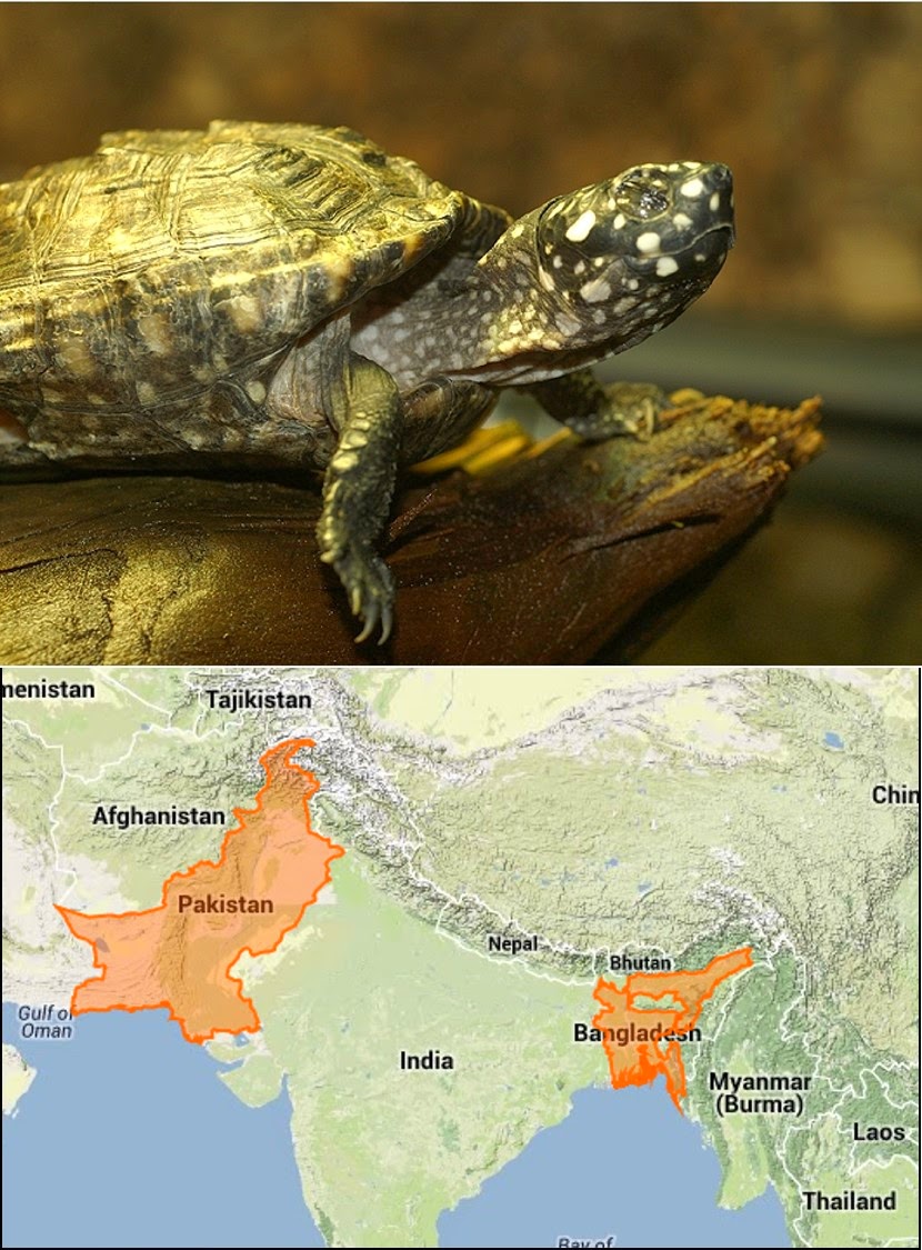 Biology of the Reptilia