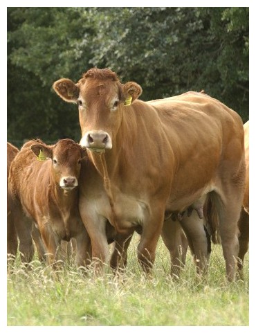 Generalidades de la Ganadería Bovina.: Limousin