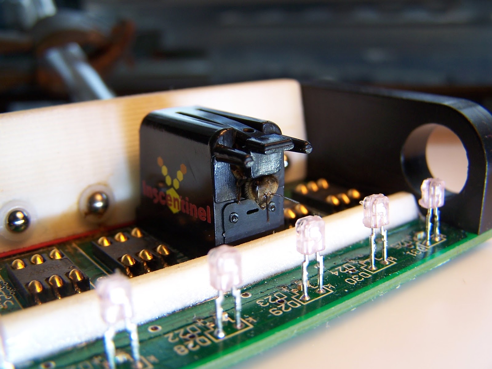 Joshua David Saunders: Pebble: a buzz in the air, sniffer bees the ...