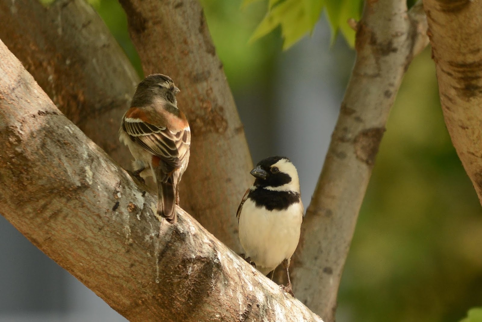 John van der Graaf: november 2017