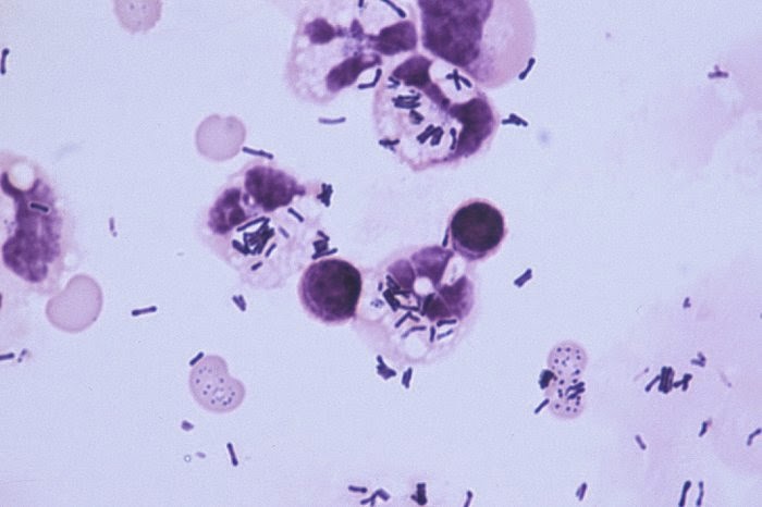 BIOLOGIA: Brevibacterium