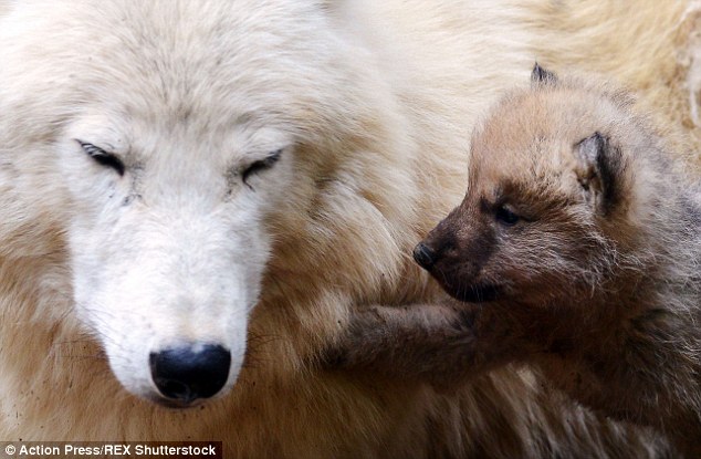 White Wolf : Stunning Images Showcase the Cuteness of Fluffy Arctic ...