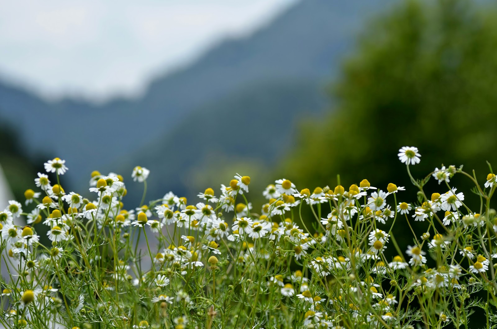 Čarovnije z male kmetije: Pečena polenta z grahom in fižolom
