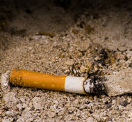 Ephémères : Le moineau et les mégots