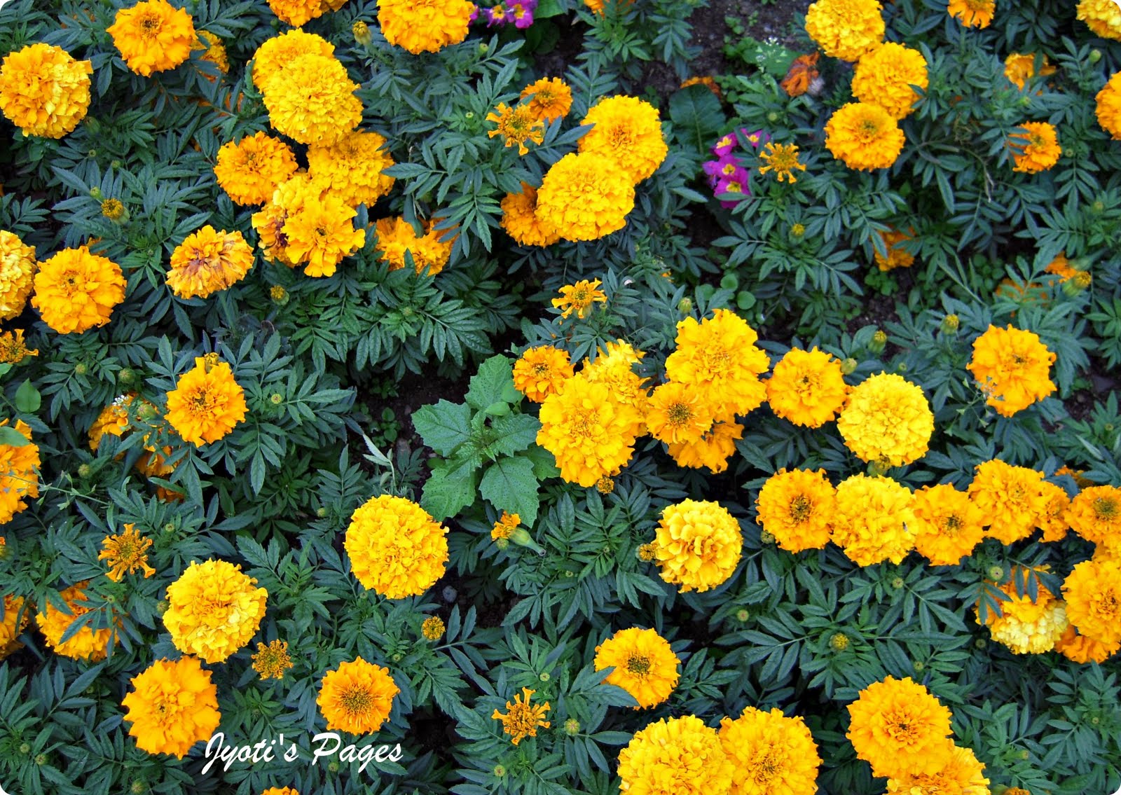 PROMOTION OF FLOWERS CULTIVATION IN VARANASI REGION : TECHNICAL KNOW ...