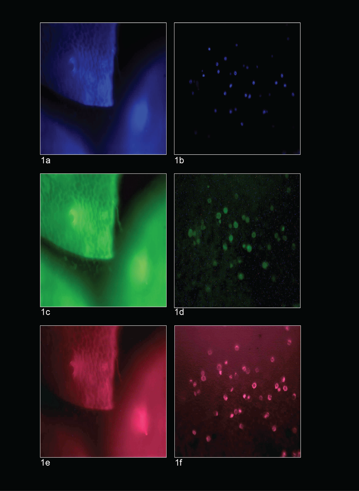 Insect Physiology Assignment: Using immunolabeling to study the insect ...
