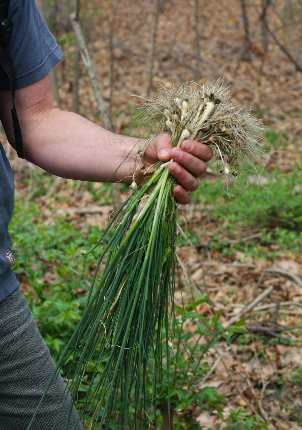 66 Square Feet (Plus): Forager's test kitchen