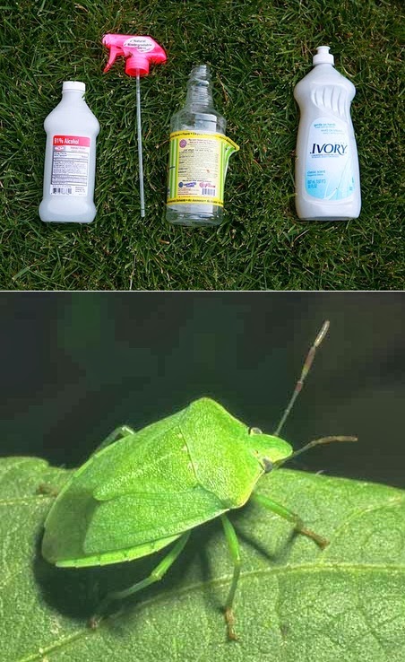 How To Exterminate Stink Bugs