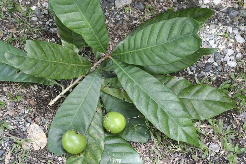 Flora de Puerto Rico Ilustrada Papo Vives: SAPOTACEAE POUTERIA ...