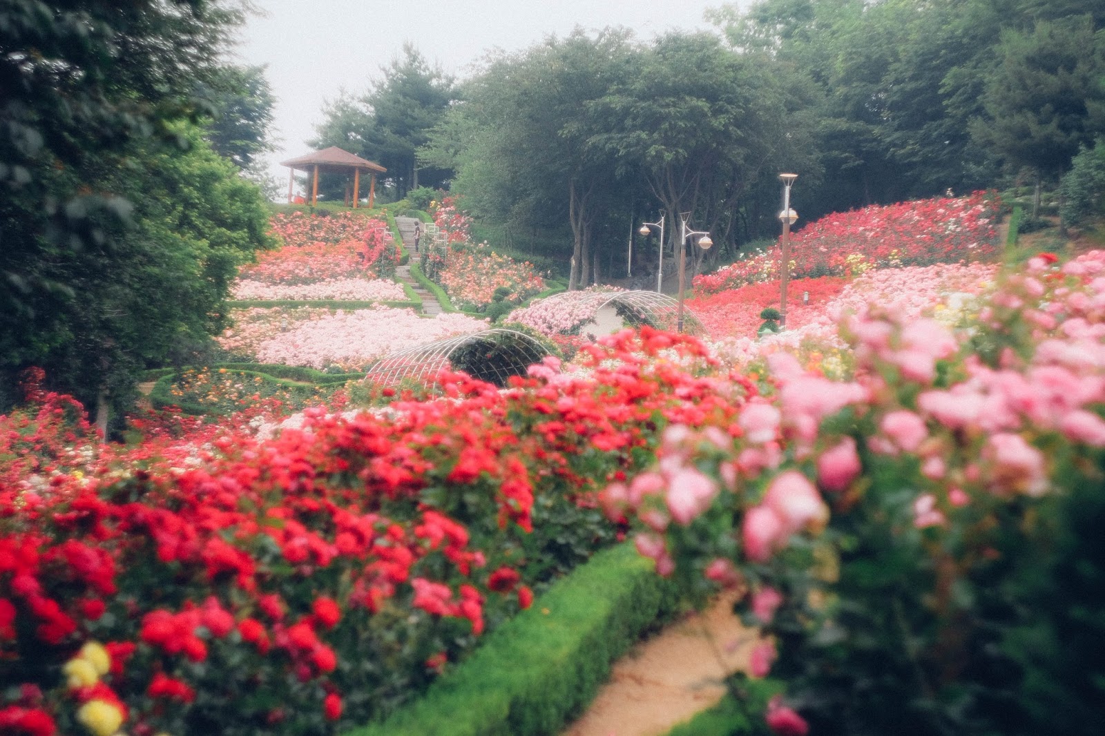Bucheon Dodang Mountain One Million Rose Garden - 부천 도당산 백만송이 장미원 ...