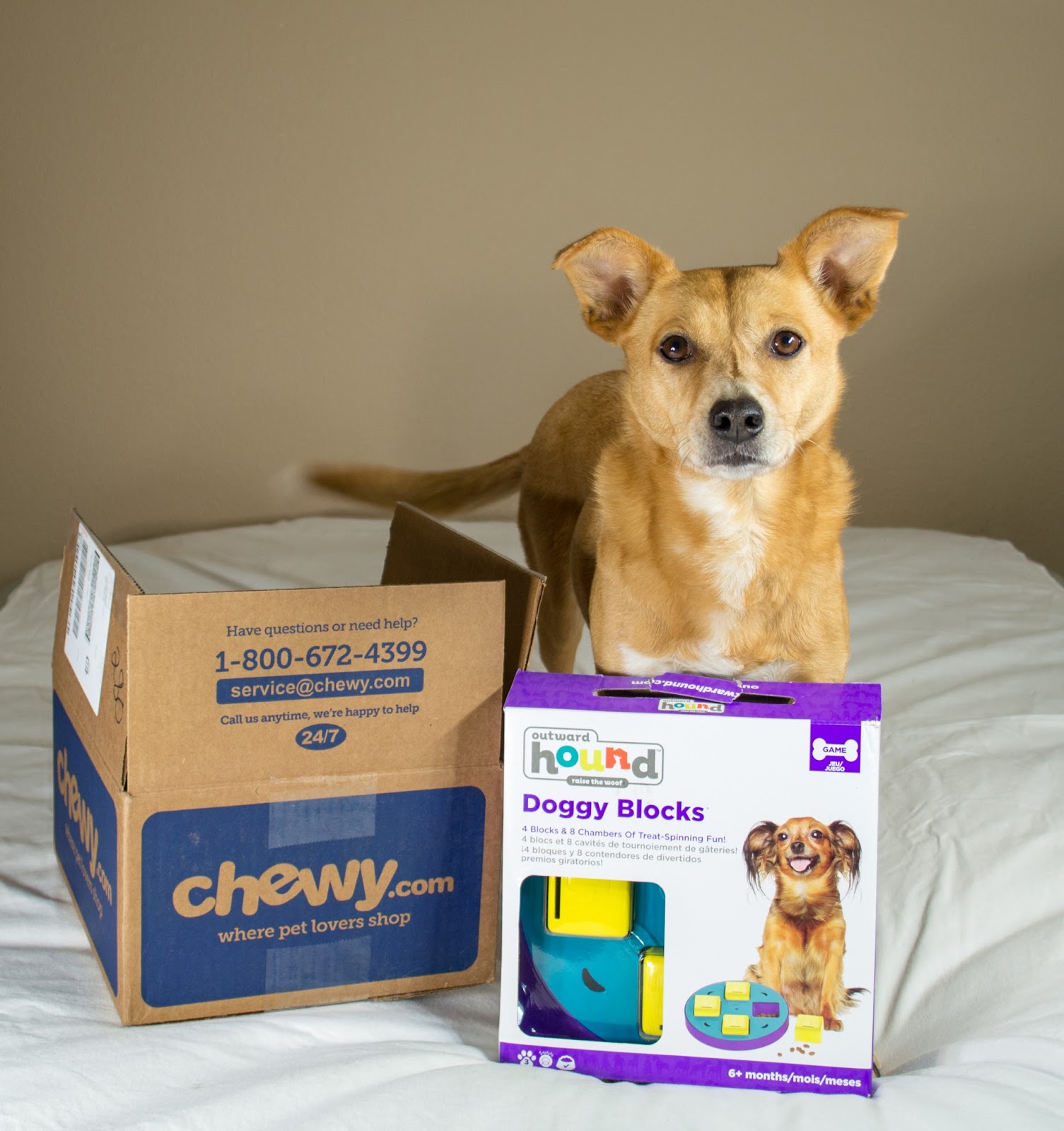 ZoePhee: Doggy Blocks! Brain Games for Dogs! #chewyinfluencer