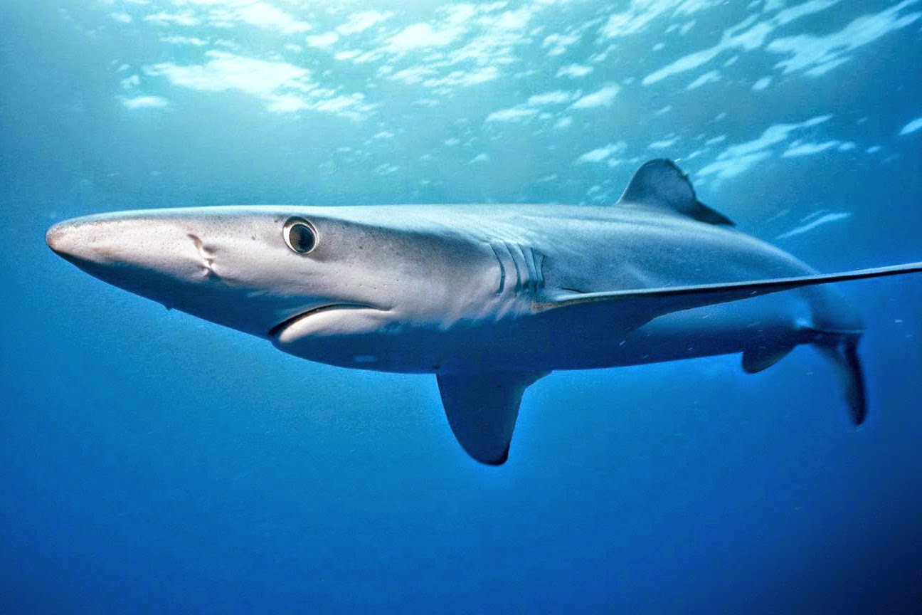 Info animales: ESPECIES DE TIBURONES PARTE UNO